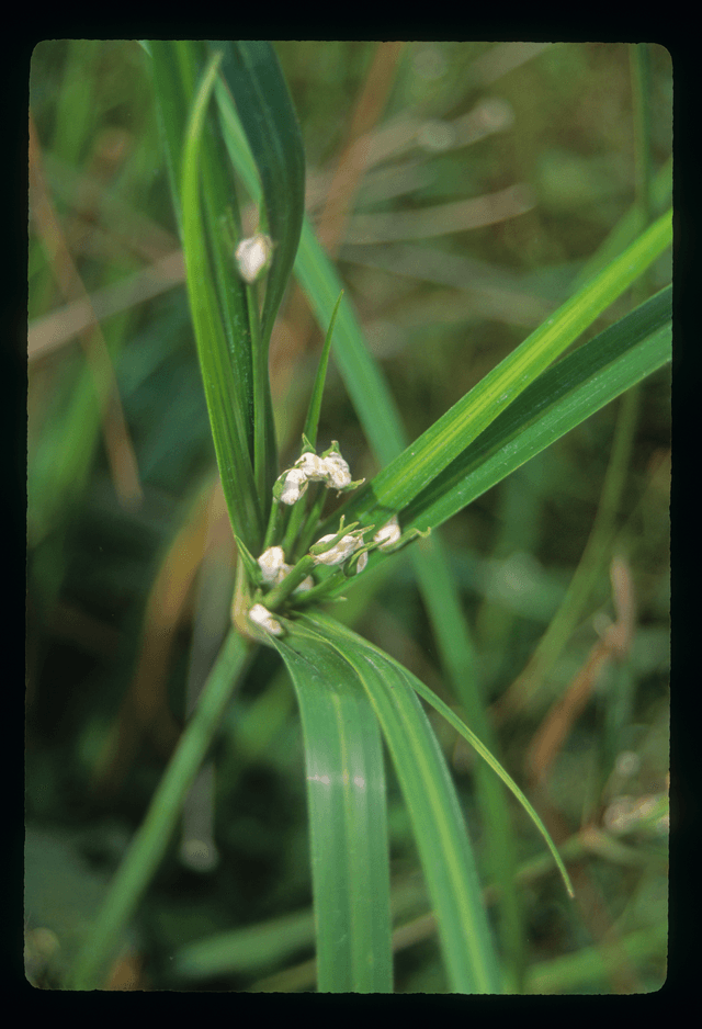 The Hunter in the Rye | The Ethnobotanical Assembly