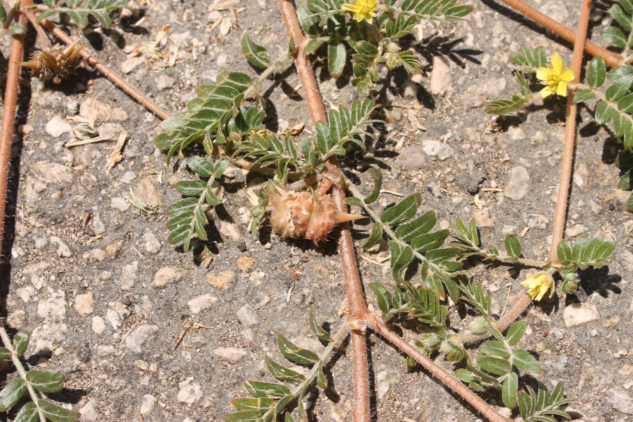 Goat’s head, *Tribulus terrestris* L., Caltrop family (Zygophyllaceae ...