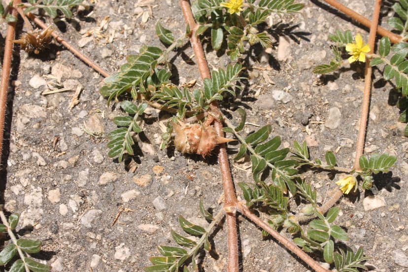 Goat’s head, *Tribulus terrestris* L., Caltrop family (Zygophyllaceae ...