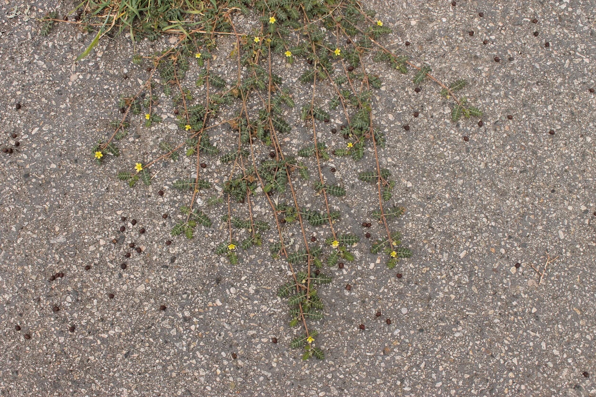 Goat’s head, *Tribulus terrestris* L., Caltrop family (Zygophyllaceae ...