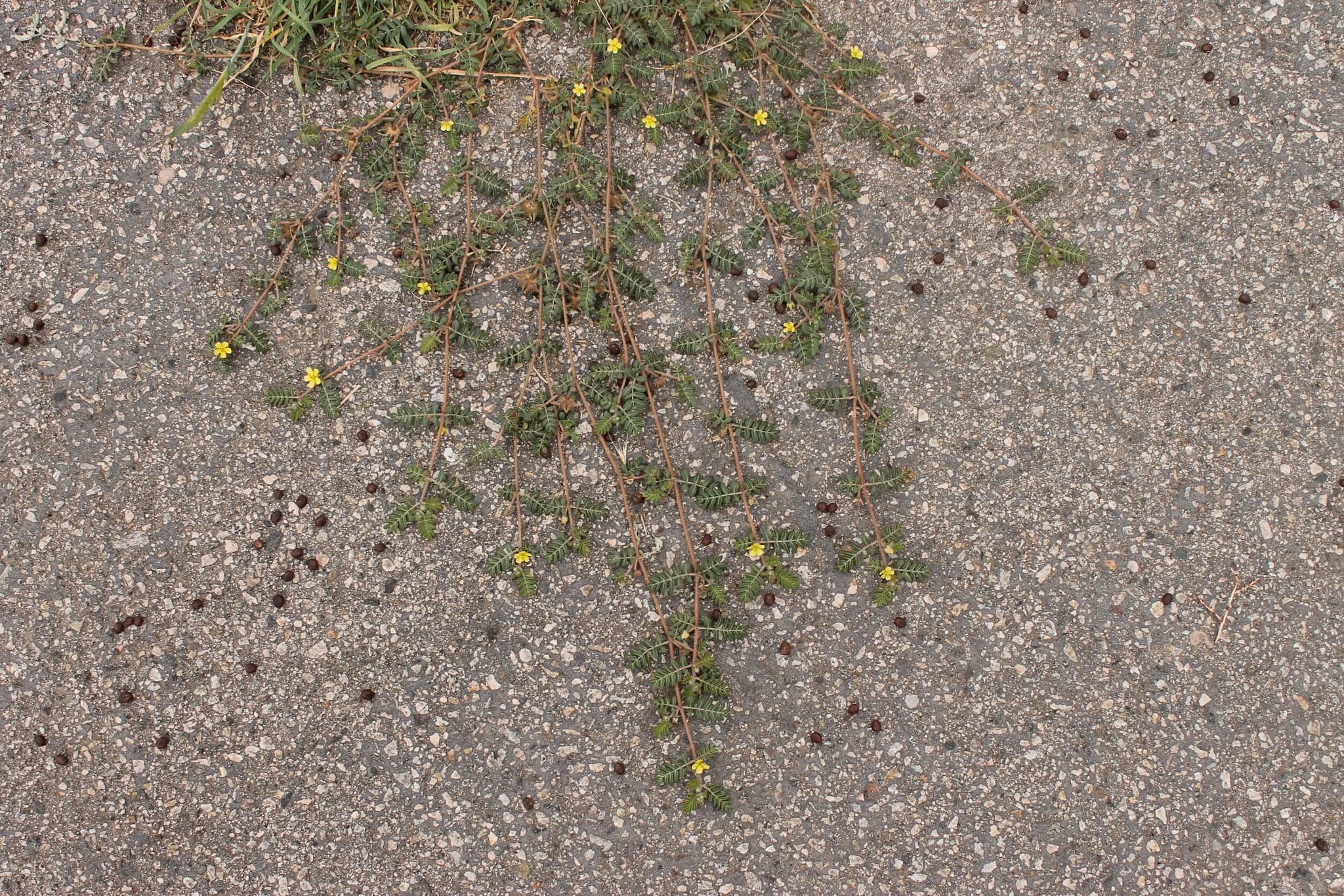 Goat’s head, *Tribulus terrestris* L., Caltrop family (Zygophyllaceae ...