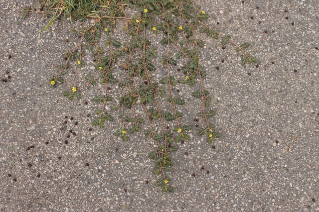 Goat’s head, *Tribulus terrestris* L., Caltrop family (Zygophyllaceae ...