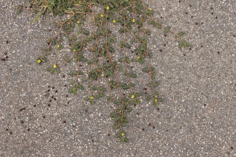 Goat’s head, *Tribulus terrestris* L., Caltrop family (Zygophyllaceae ...