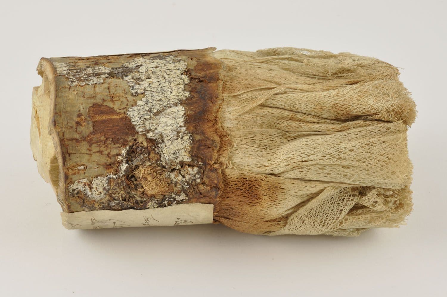 Picturing Jamaican Lace-Bark | The Ethnobotanical Assembly